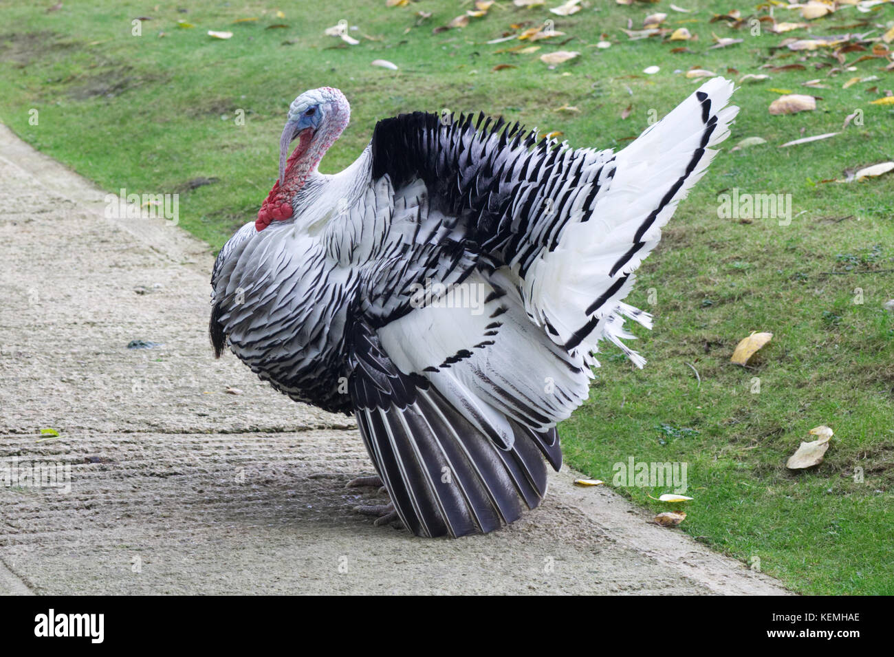 The Royal Palm Turkey Stock Photo - Alamy