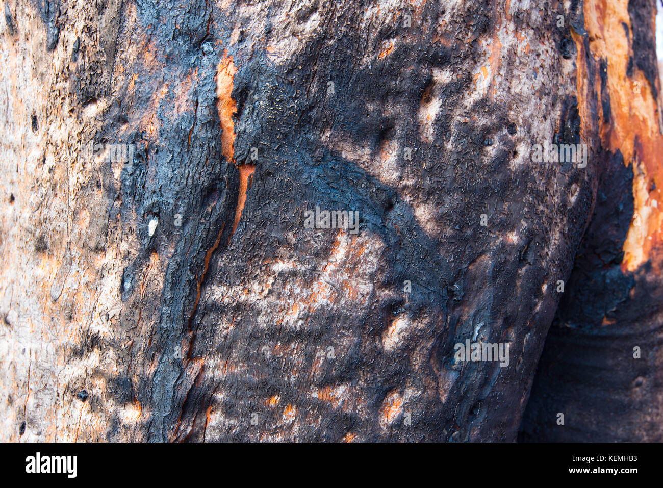 Tree trunk of a eucalyptus tree hi-res stock photography and images - Alamy