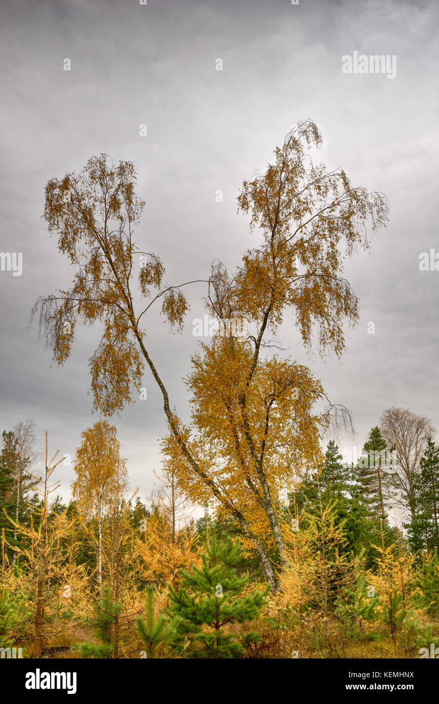 Yellow birch tree hi-res stock photography and images - Alamy