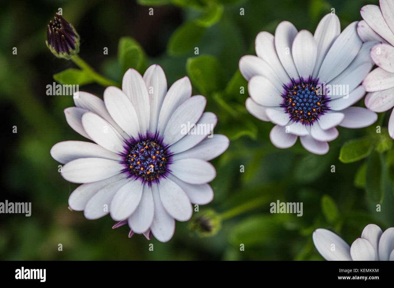 close-up view of a blue-eyed daisy (Osteospermum Stock Photo - Alamy