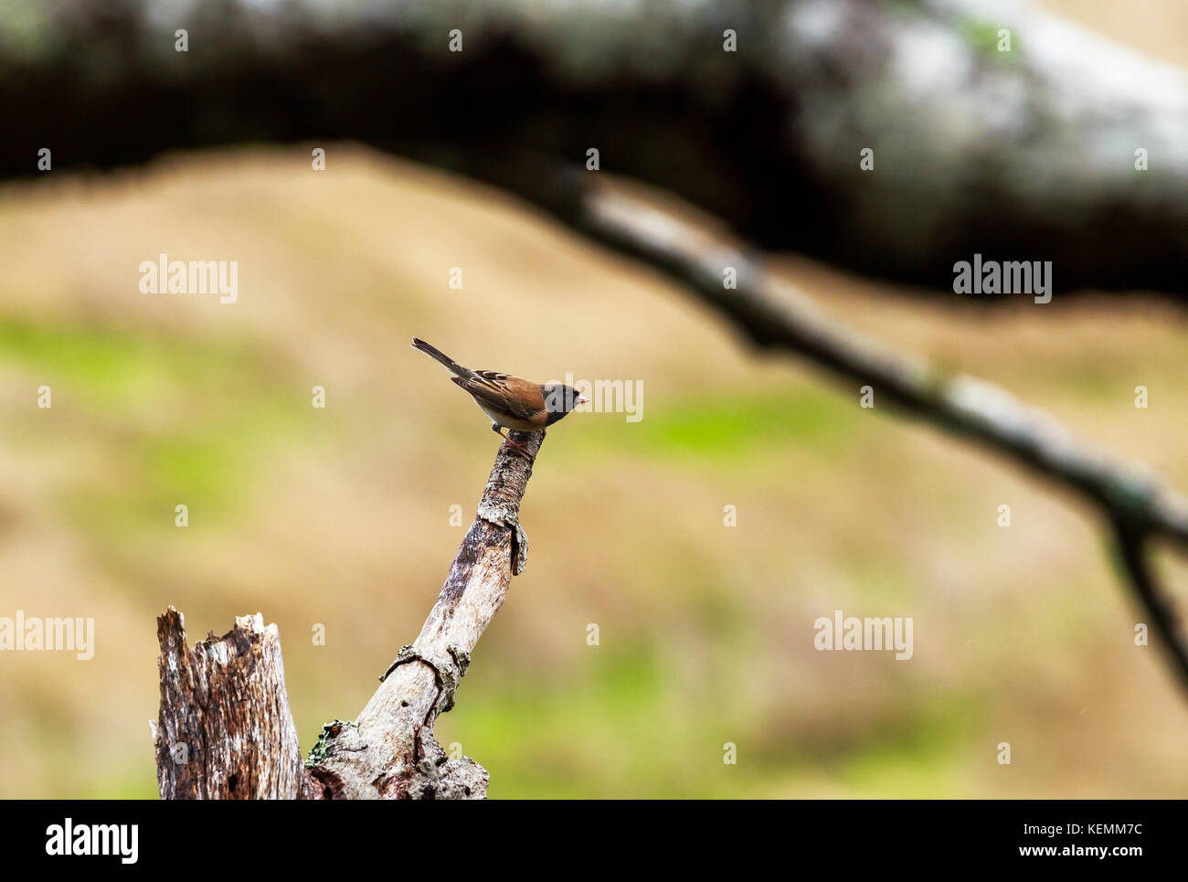 Brown junco bird hi-res stock photography and images - Alamy