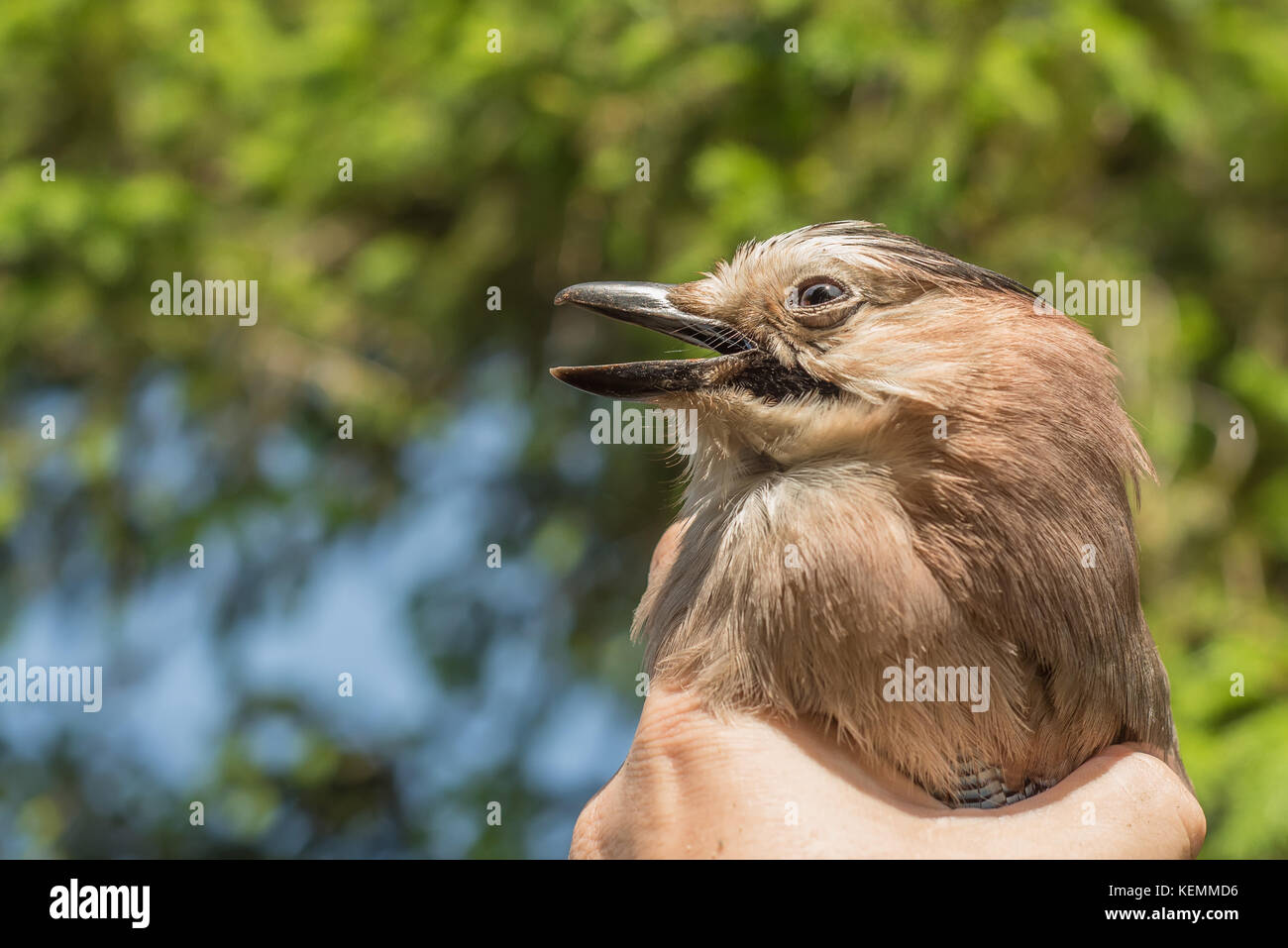 Ornithologist examines the caught bird Stock Photo - Alamy