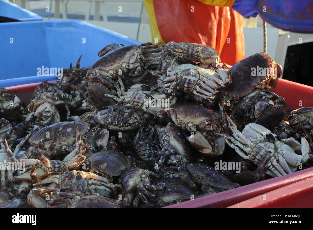 A fresh catch of crabs caught in the North sea off the coast of West ...