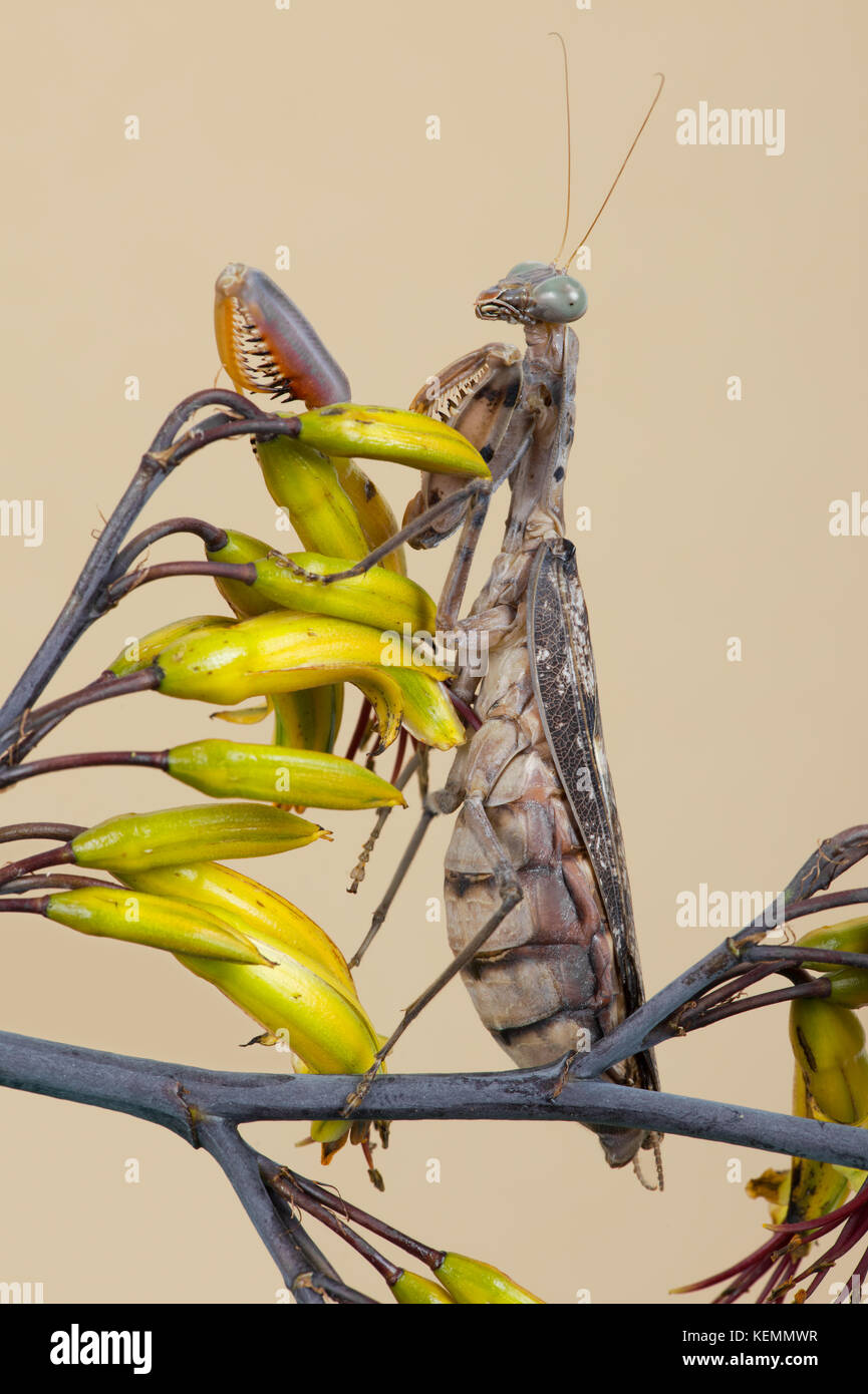 Shield mantis hi-res stock photography and images - Alamy