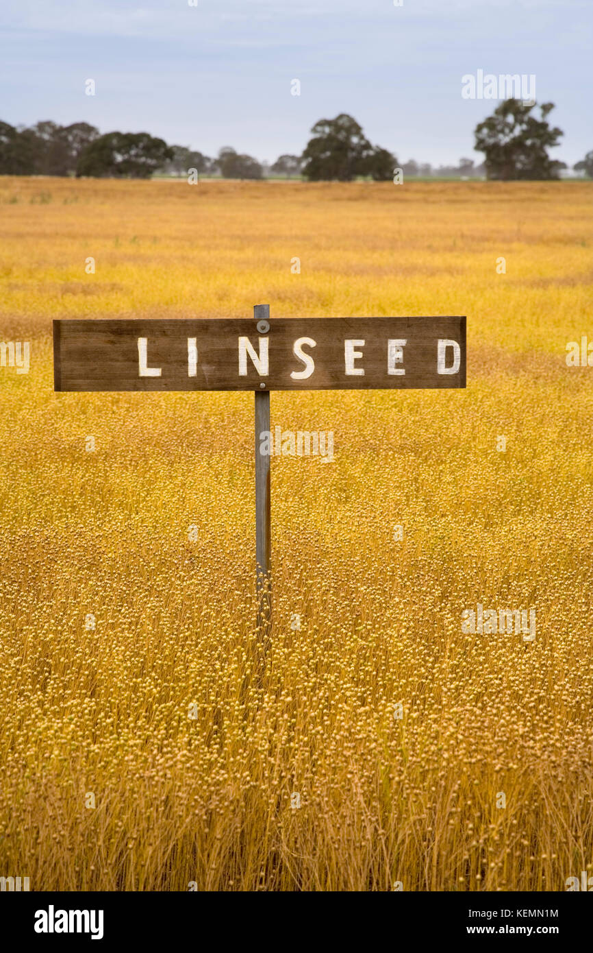 Stock Photo Crop of linseed growing in a field or paddock, with rustic ...