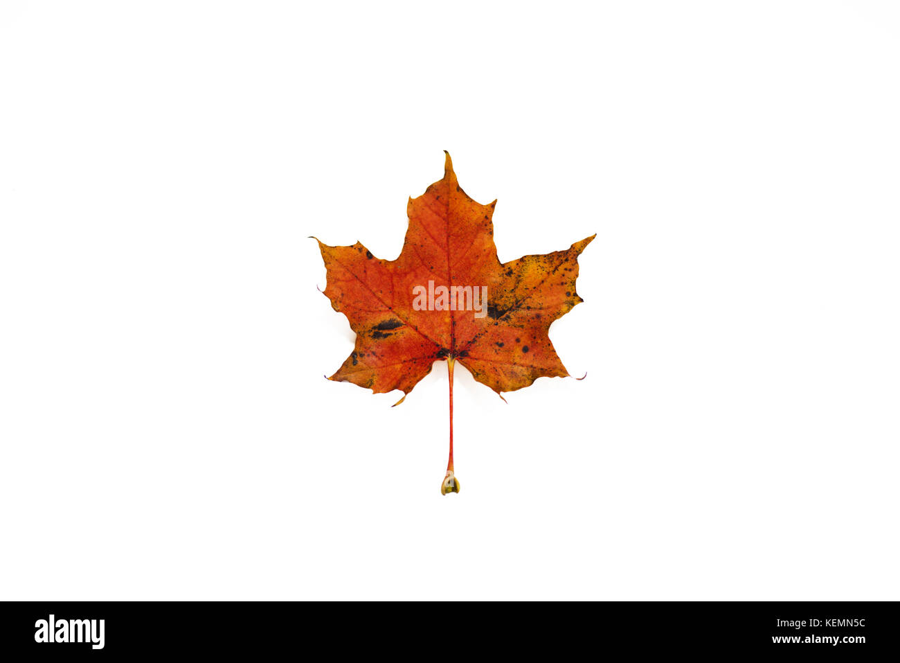 Autumn leaves. Isolated leaf on white background Stock Photo - Alamy