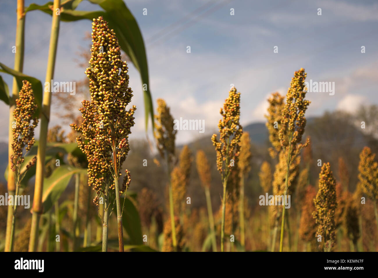 Flowering corn in autumn Stock Photo - Alamy