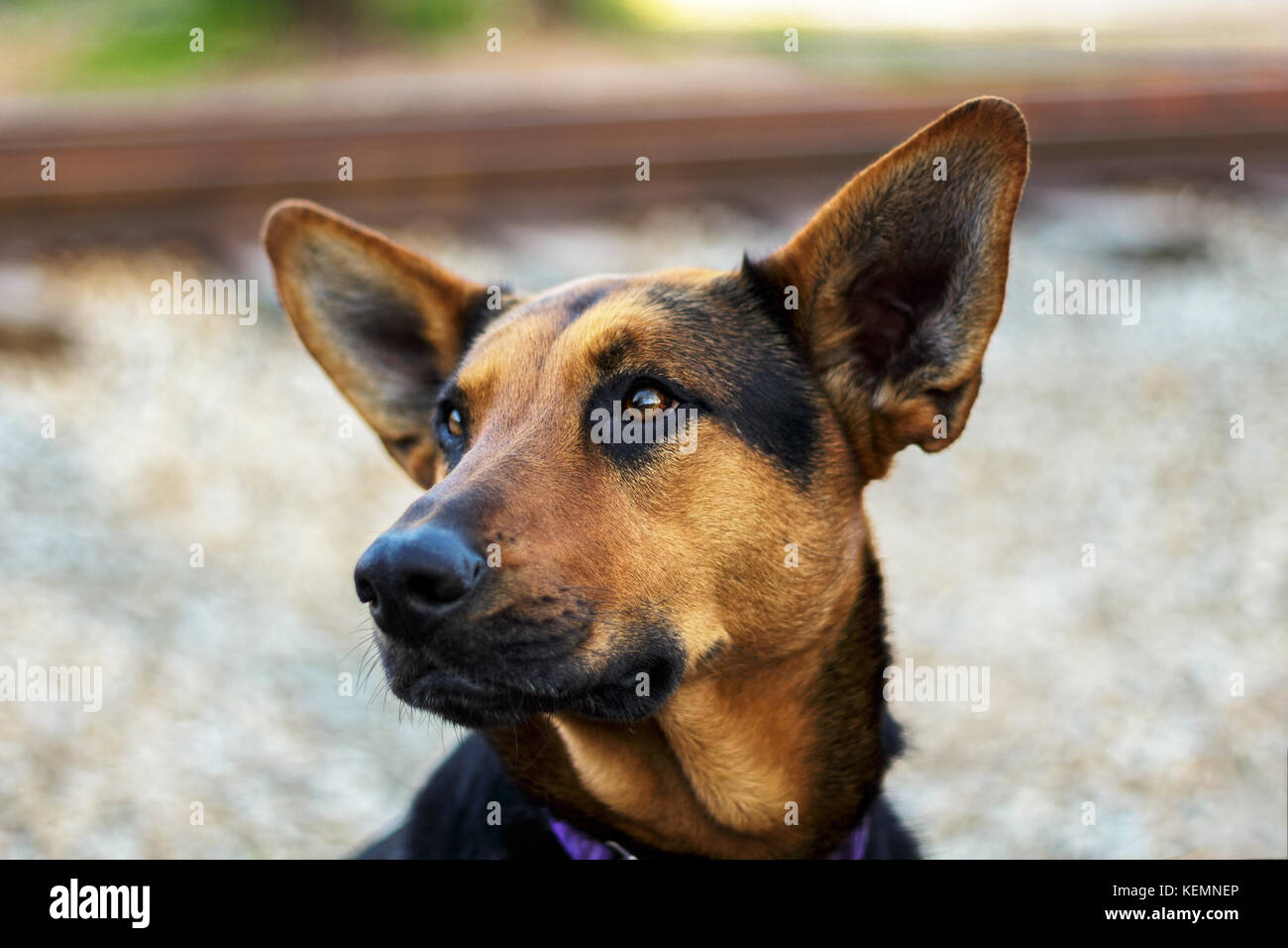 an Alsatian mix dog (Canis lupus familiaris Stock Photo - Alamy