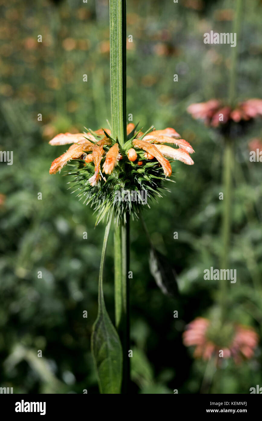 Plant stalk hi-res stock photography and images - Alamy