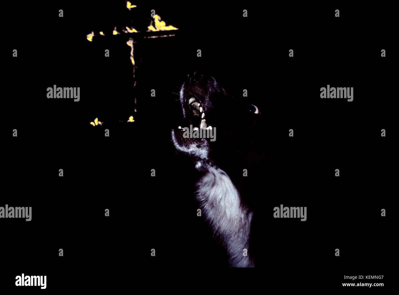 Howling dog night hi-res stock photography and images - Alamy