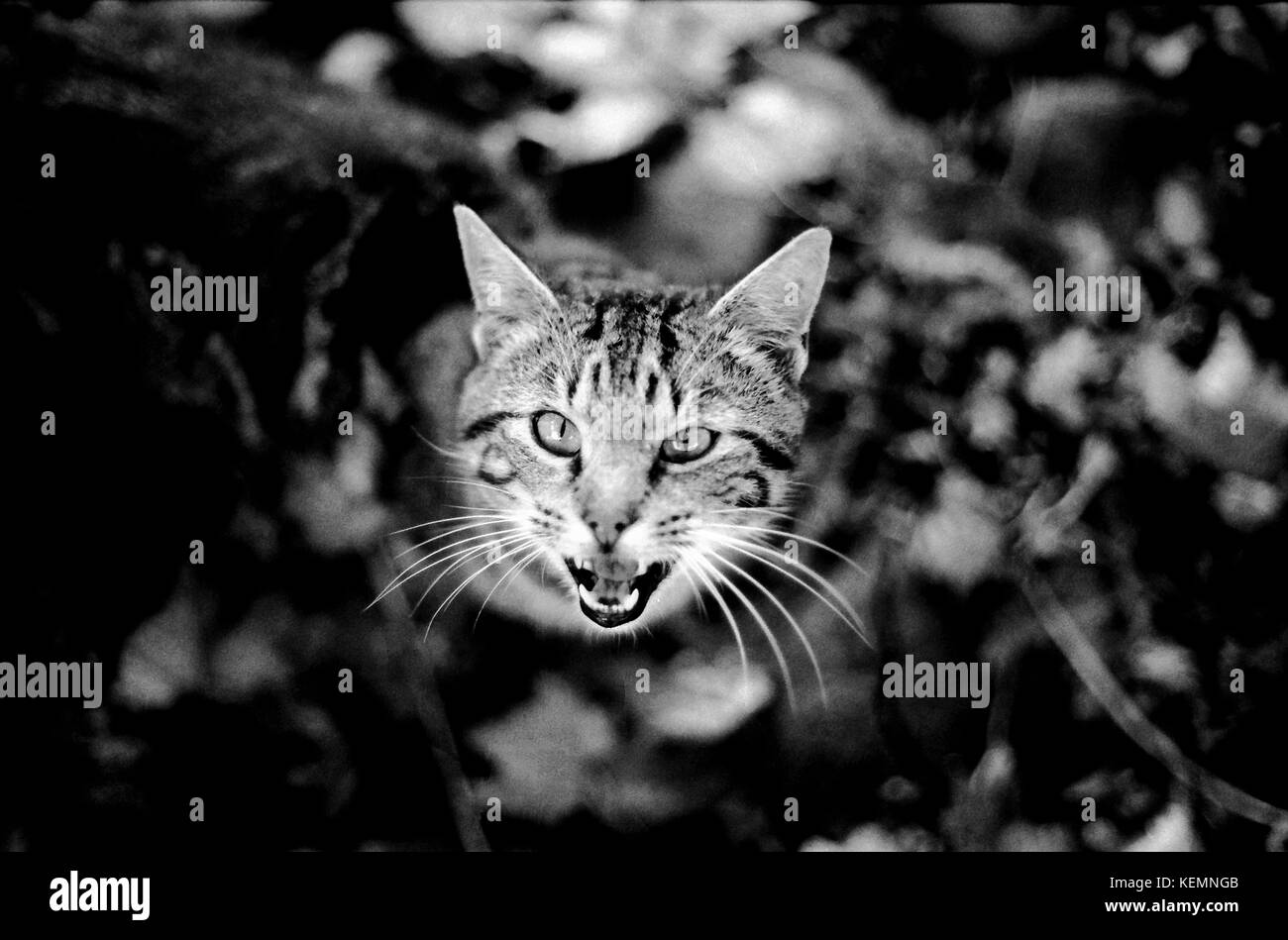Hissing cat hi-res stock photography and images - Alamy