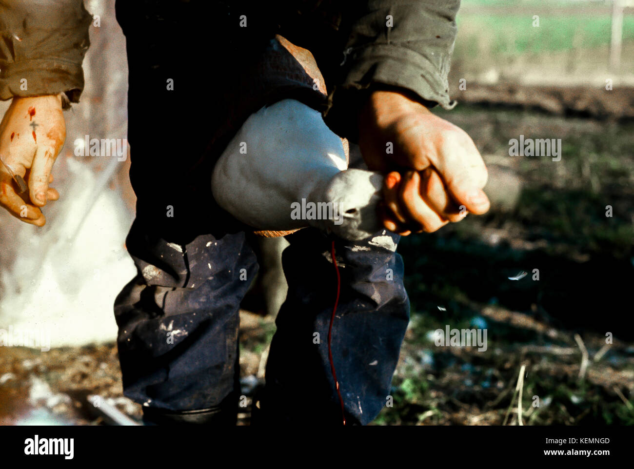 Dead Duck High Resolution Stock Photography and Images - Alamy