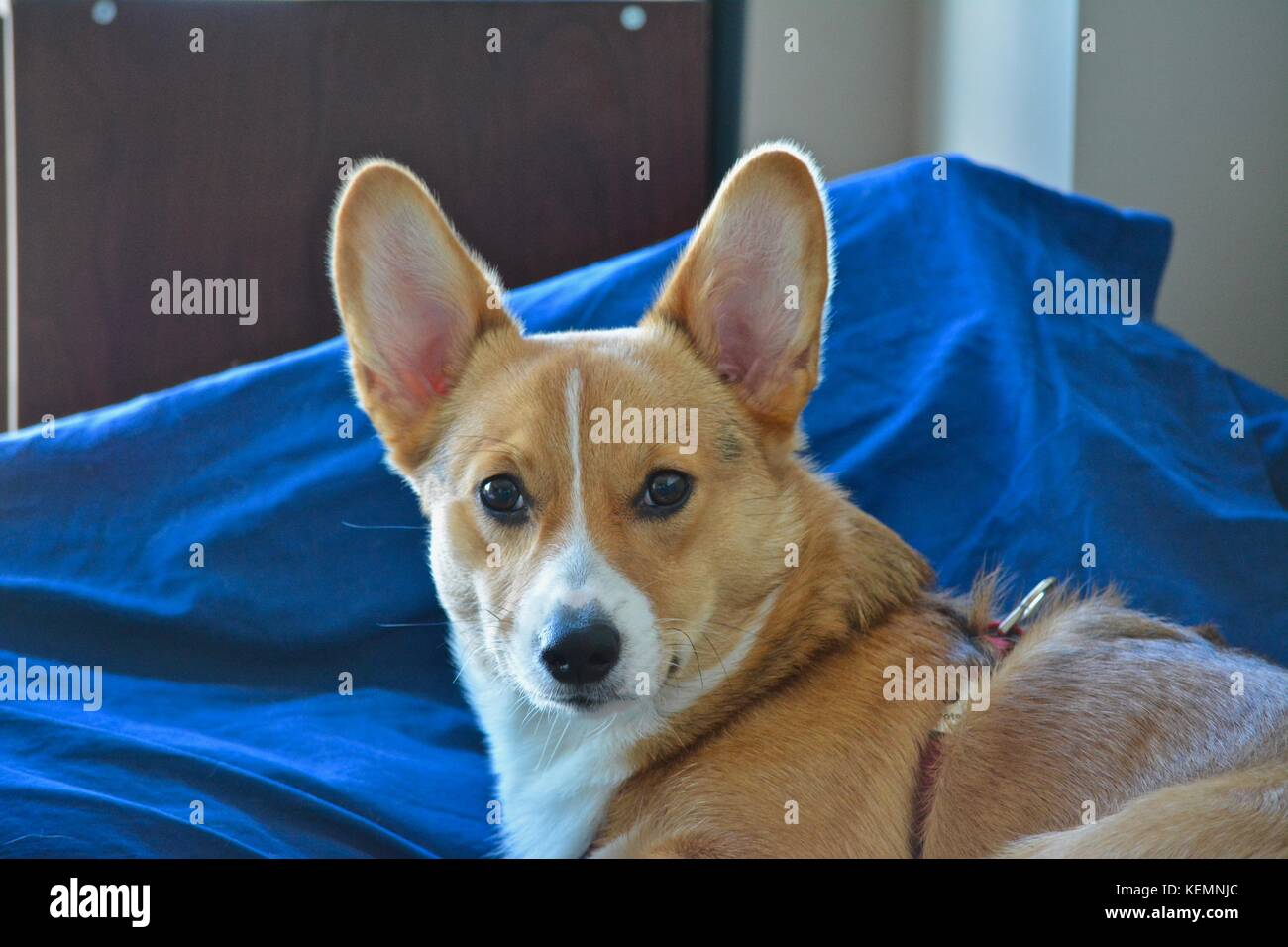 A red sable Pembroke Welsh Corgi puppy Stock Photo - Alamy