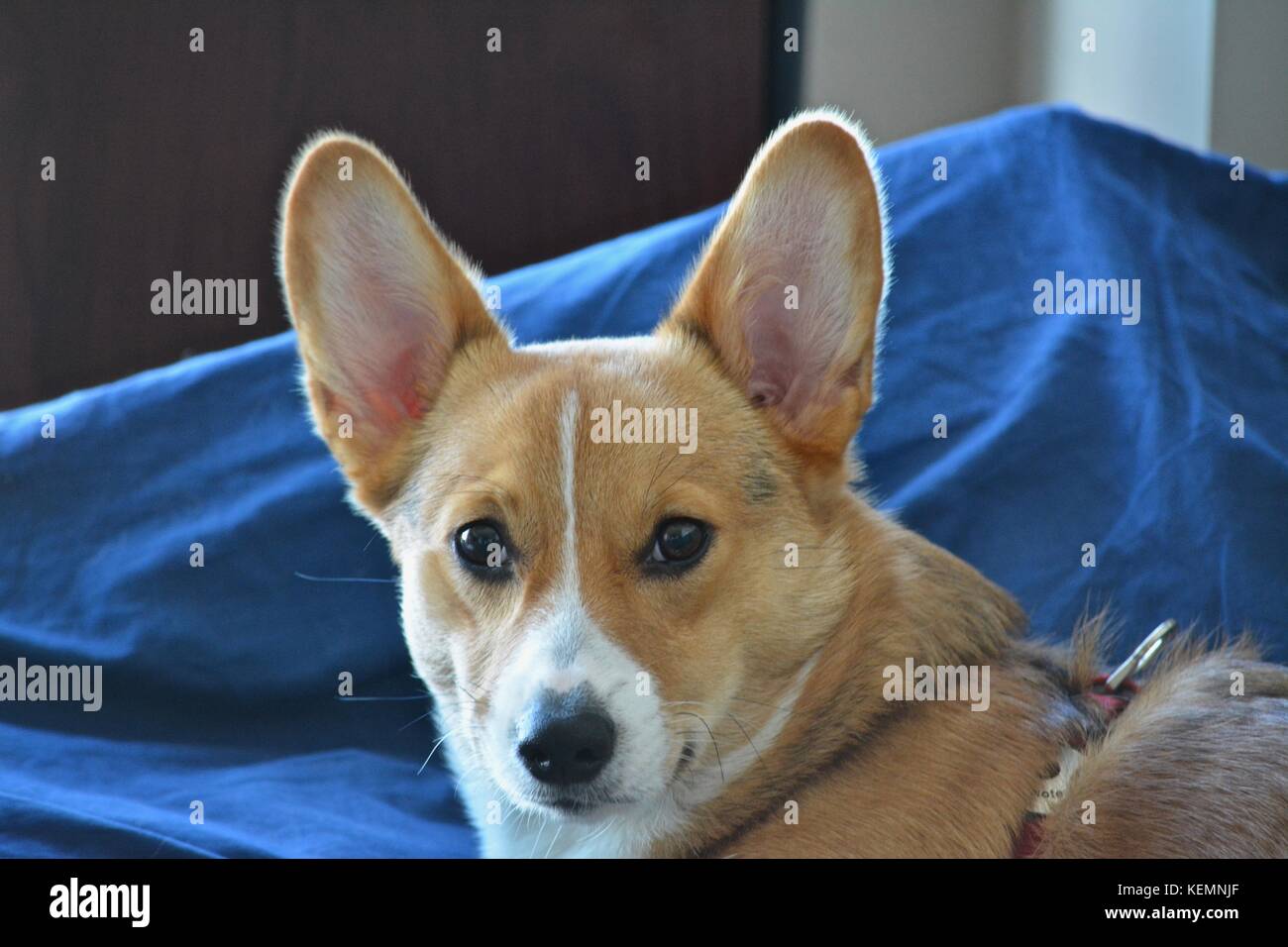 A red sable Pembroke Welsh Corgi puppy Stock Photo - Alamy