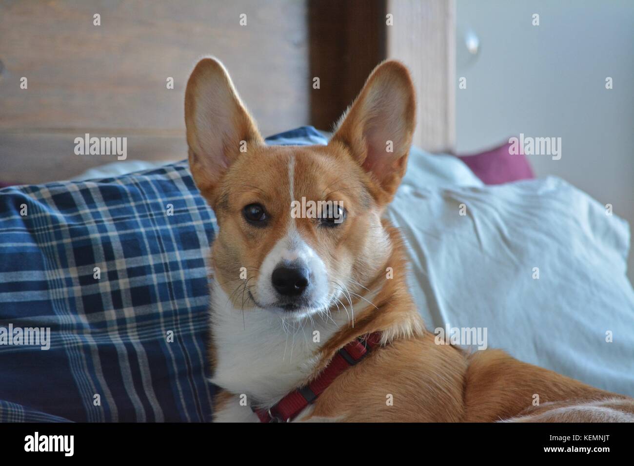 A red sable Pembroke Welsh Corgi puppy Stock Photo - Alamy