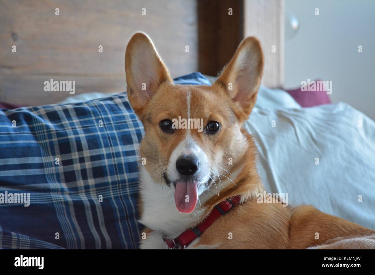 A red sable Pembroke Welsh Corgi puppy Stock Photo - Alamy