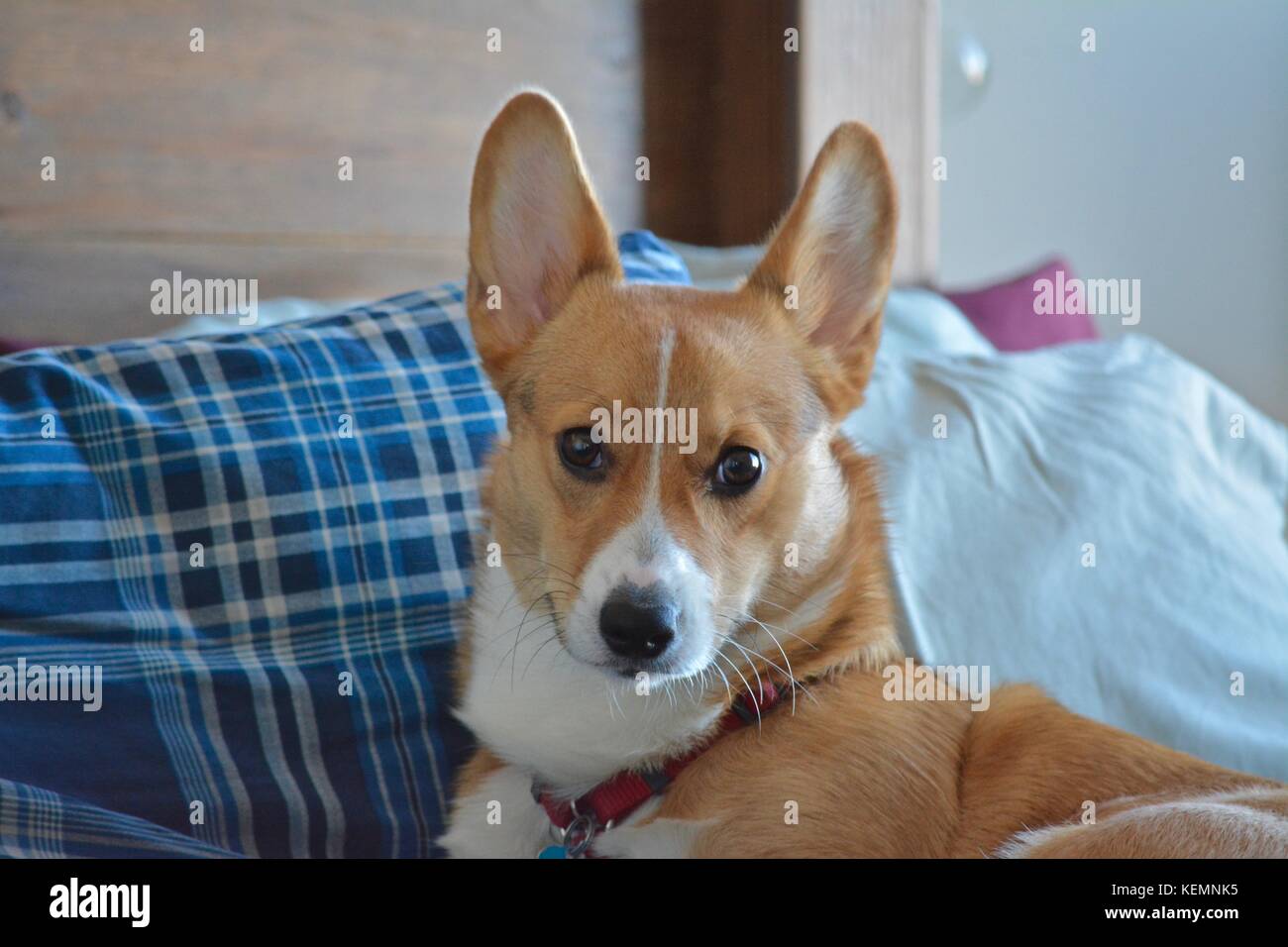 A red sable Pembroke Welsh Corgi puppy Stock Photo - Alamy