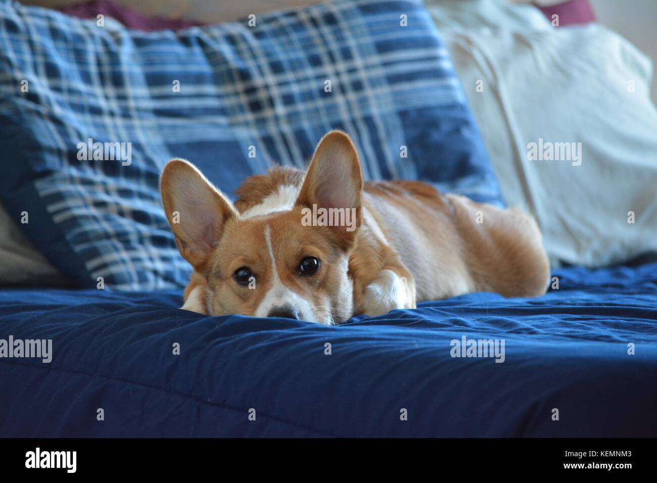 A red sable Pembroke Welsh Corgi puppy Stock Photo - Alamy