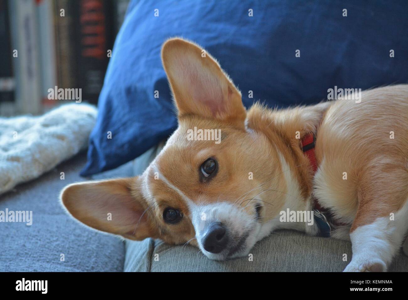 A red sable Pembroke Welsh Corgi puppy Stock Photo - Alamy