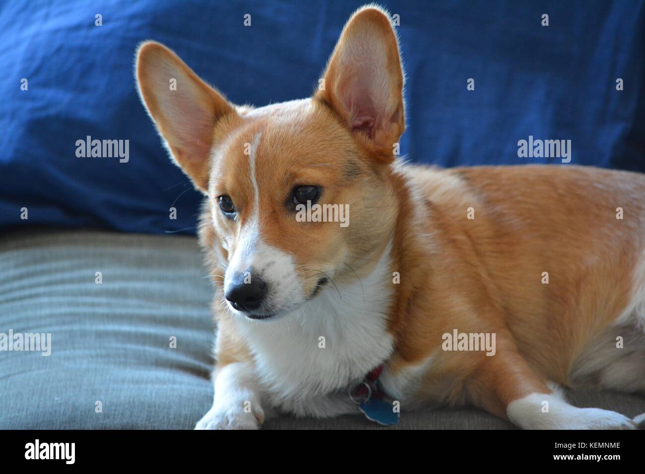 A red sable Pembroke Welsh Corgi puppy Stock Photo - Alamy