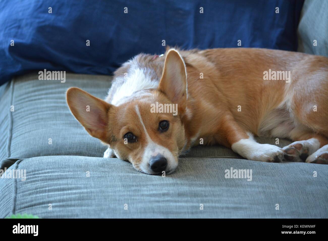 A red sable Pembroke Welsh Corgi puppy Stock Photo - Alamy