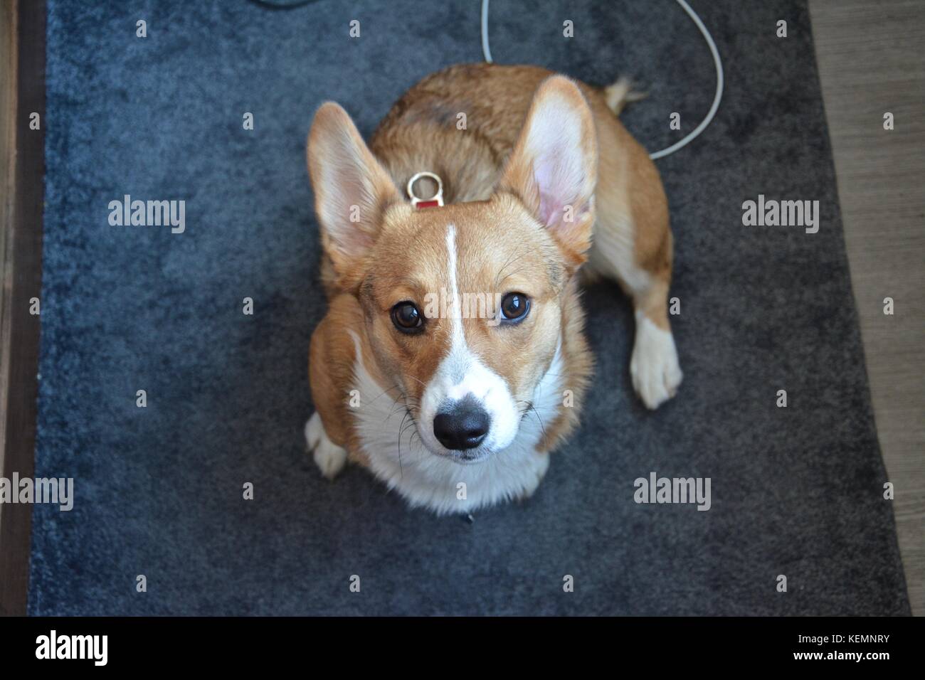 A red sable Pembroke Welsh Corgi puppy Stock Photo - Alamy