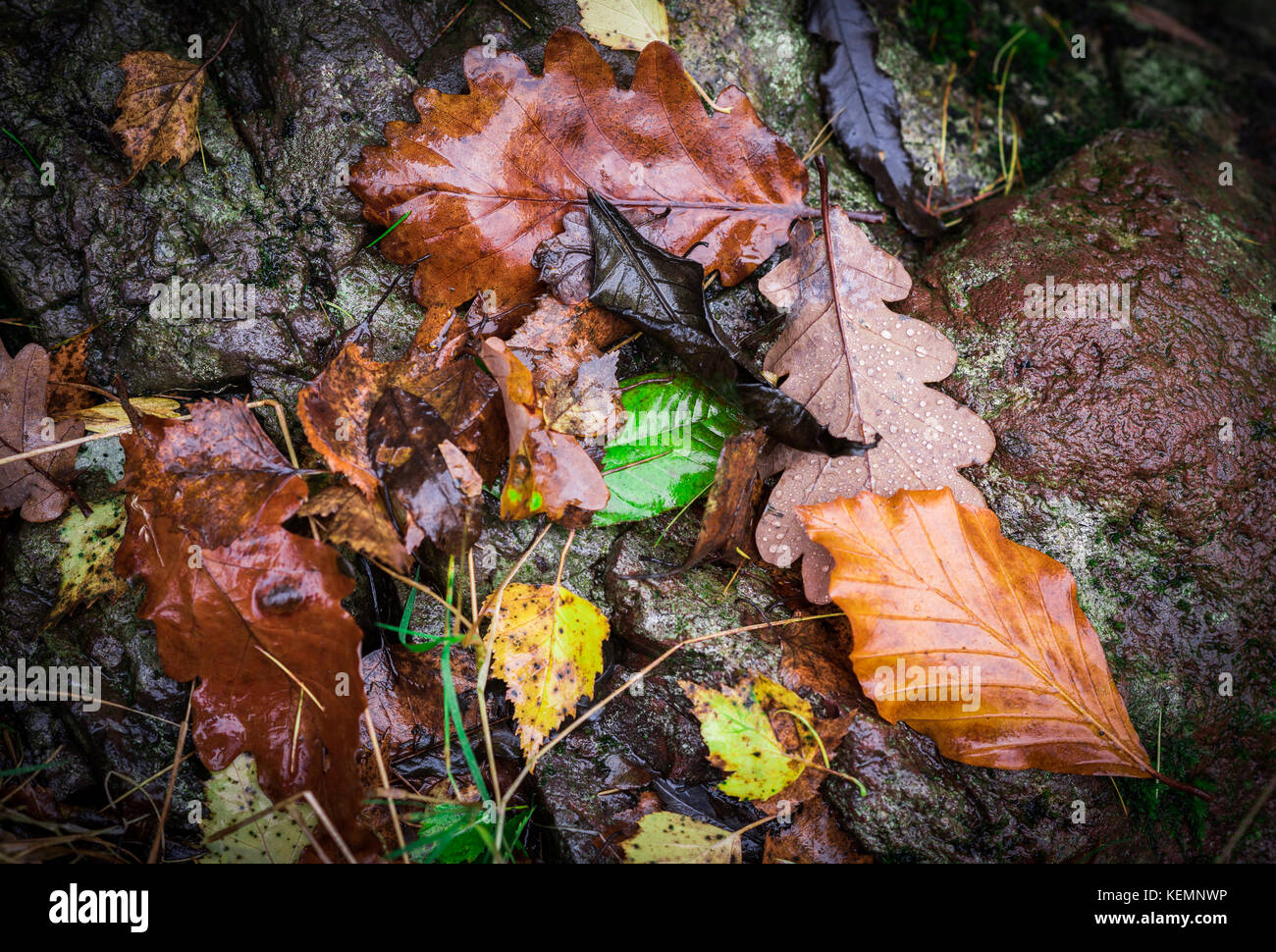 Tourism leaves hi-res stock photography and images - Alamy