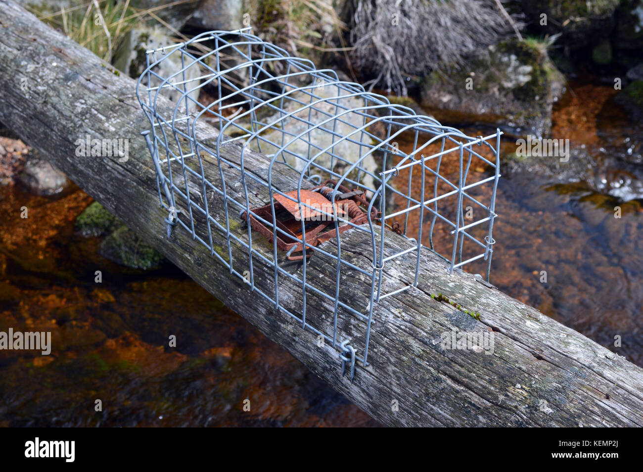 Stoat/Pine Martin/Rat Trap on a Log over a Burn near the Scottish ...