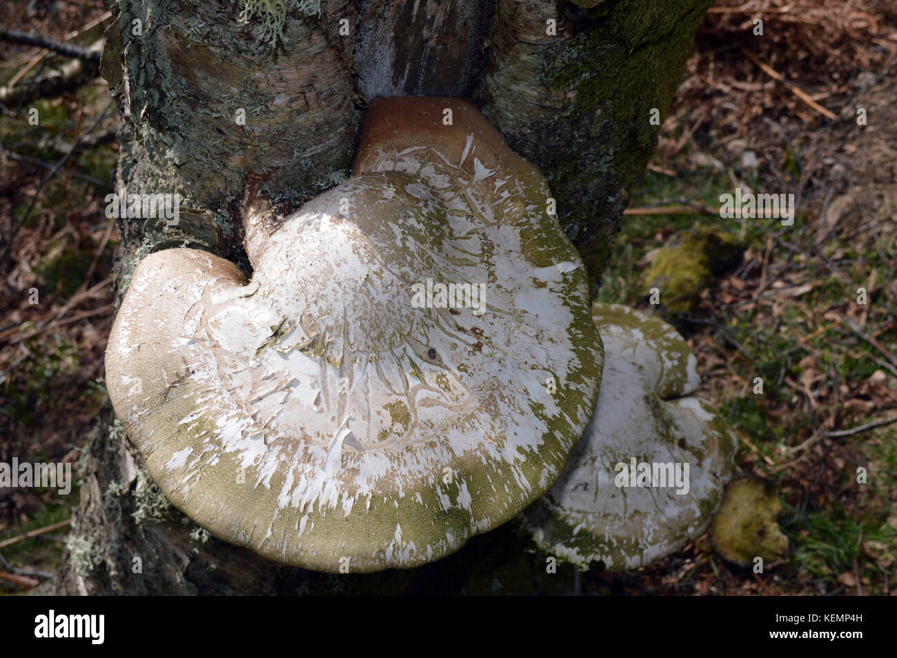 Bracket Fungus in woods below the Scottish Mountain Corbett Ben Tirran ...