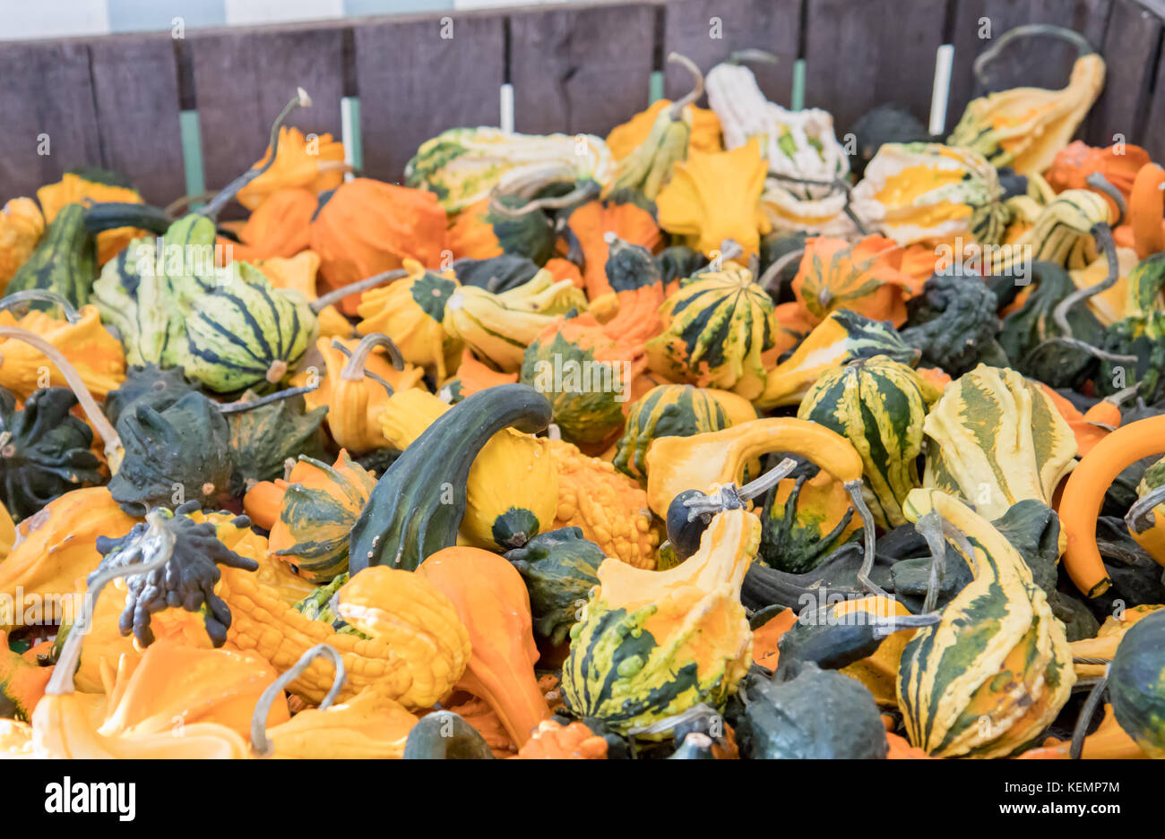 Wooden crate full of small ornamental gourds for sale at an autumn ...