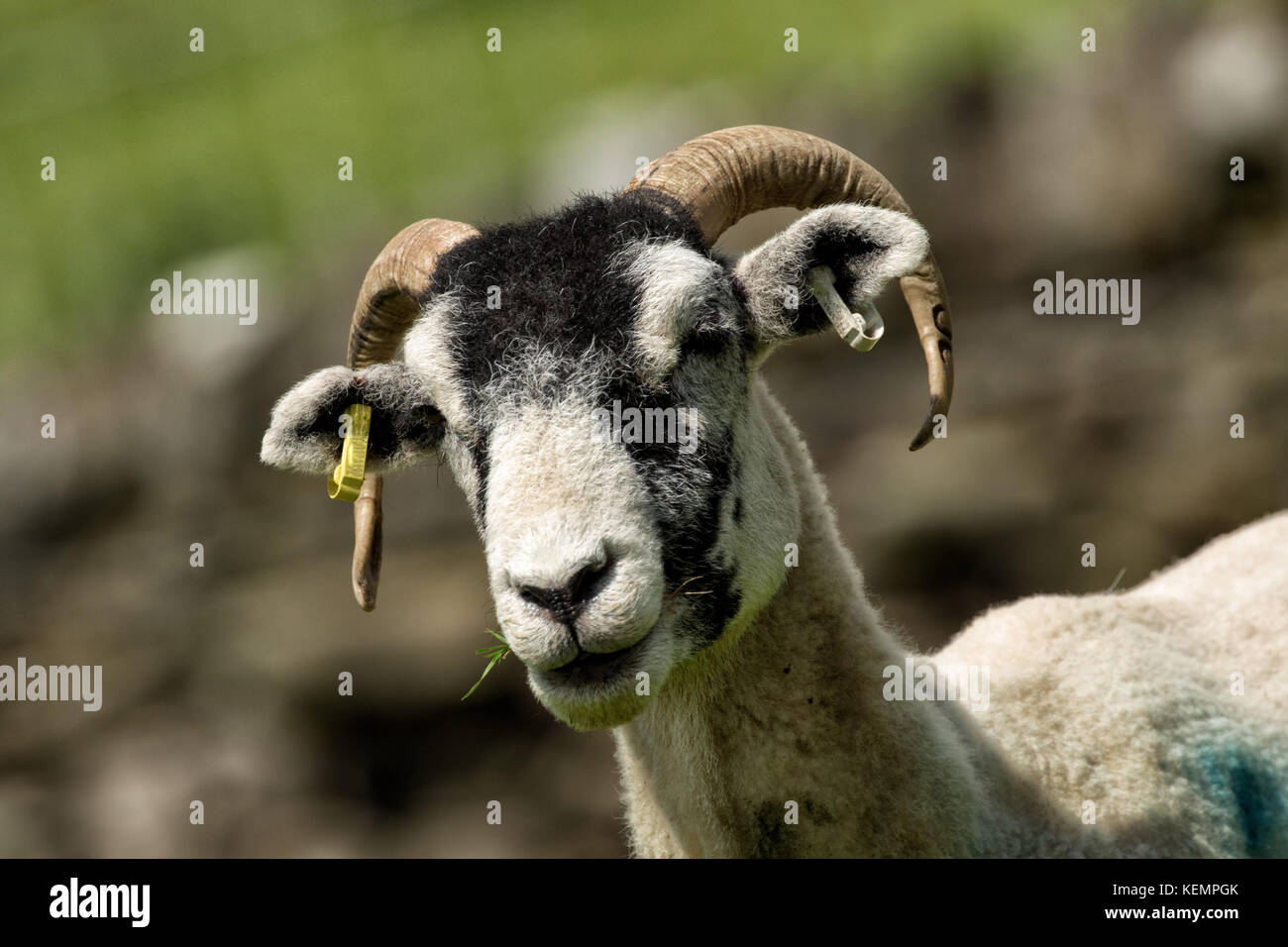 Backward curling horns hi-res stock photography and images - Alamy