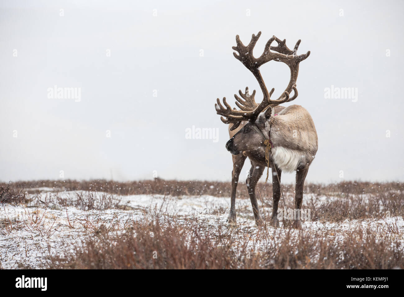 An old male reindeer with magnificent antlers in a heavy snow storm ...