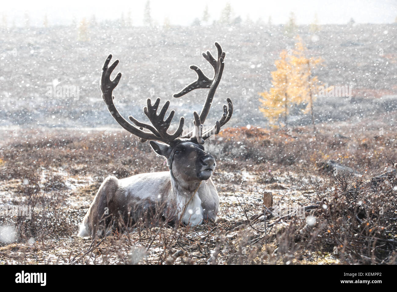 Male reindeer with magnificent antlers lying on the ground during a ...