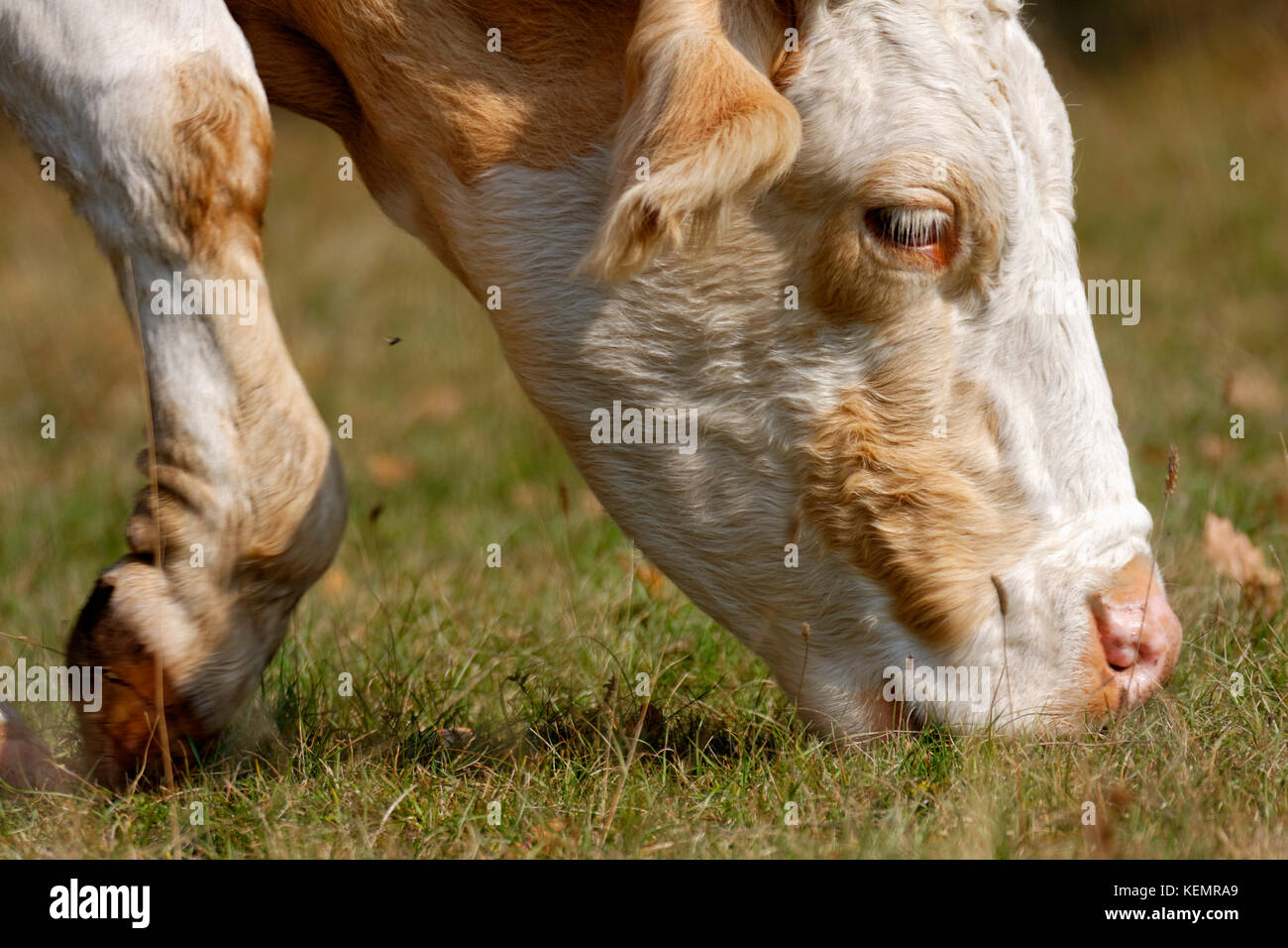 Cows grazing in Lika highland, Croatia Stock Photo - Alamy