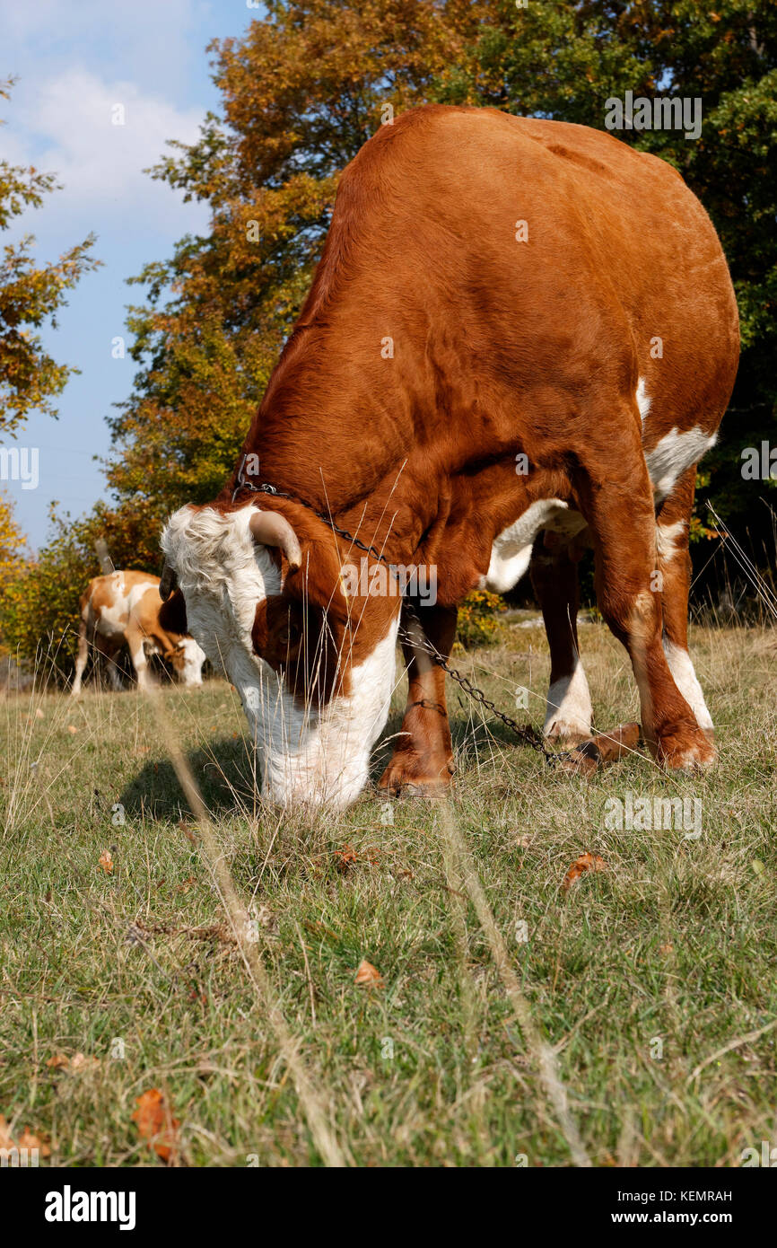 Cows grazing in Lika highland, Croatia Stock Photo - Alamy