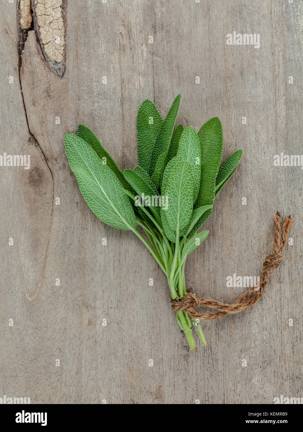Close up branch of fresh sage for seasoning concept on rustic old ...