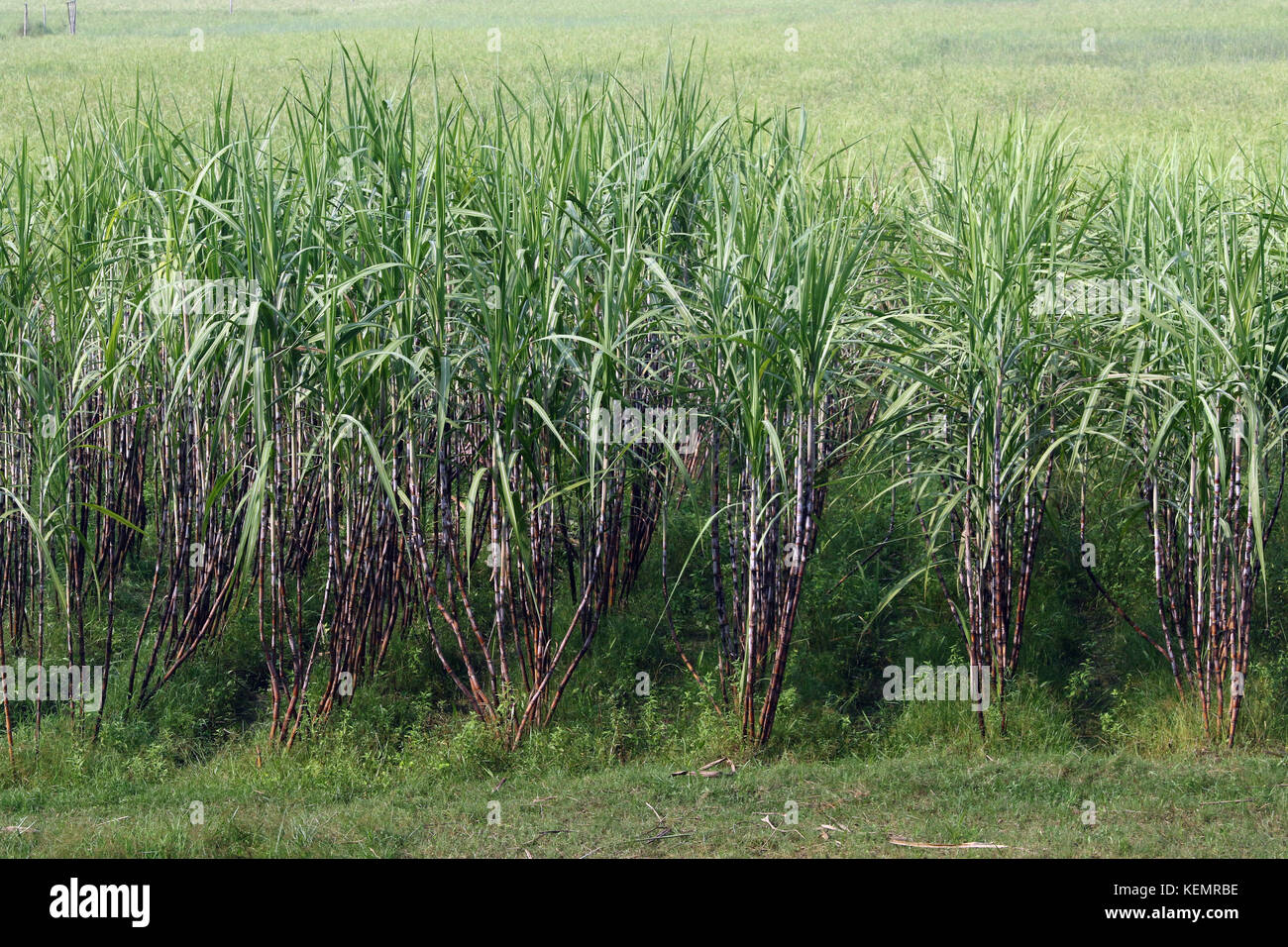 Sugar cane bangladesh hi-res stock photography and images - Alamy
