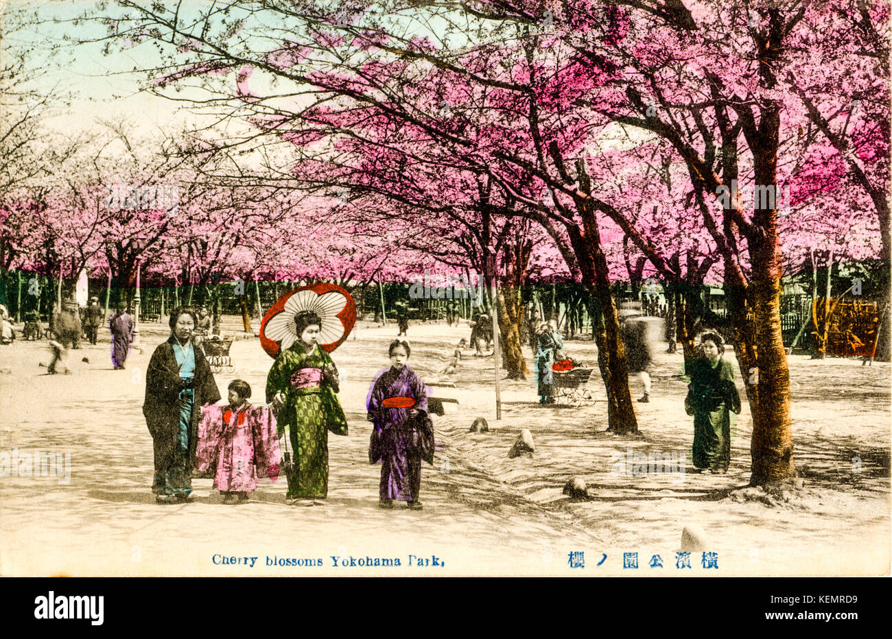 Japan, Yokohama. Vintage, circa 1900, hand coloured postcard of cherry blossoms in Yokohama-Park ...