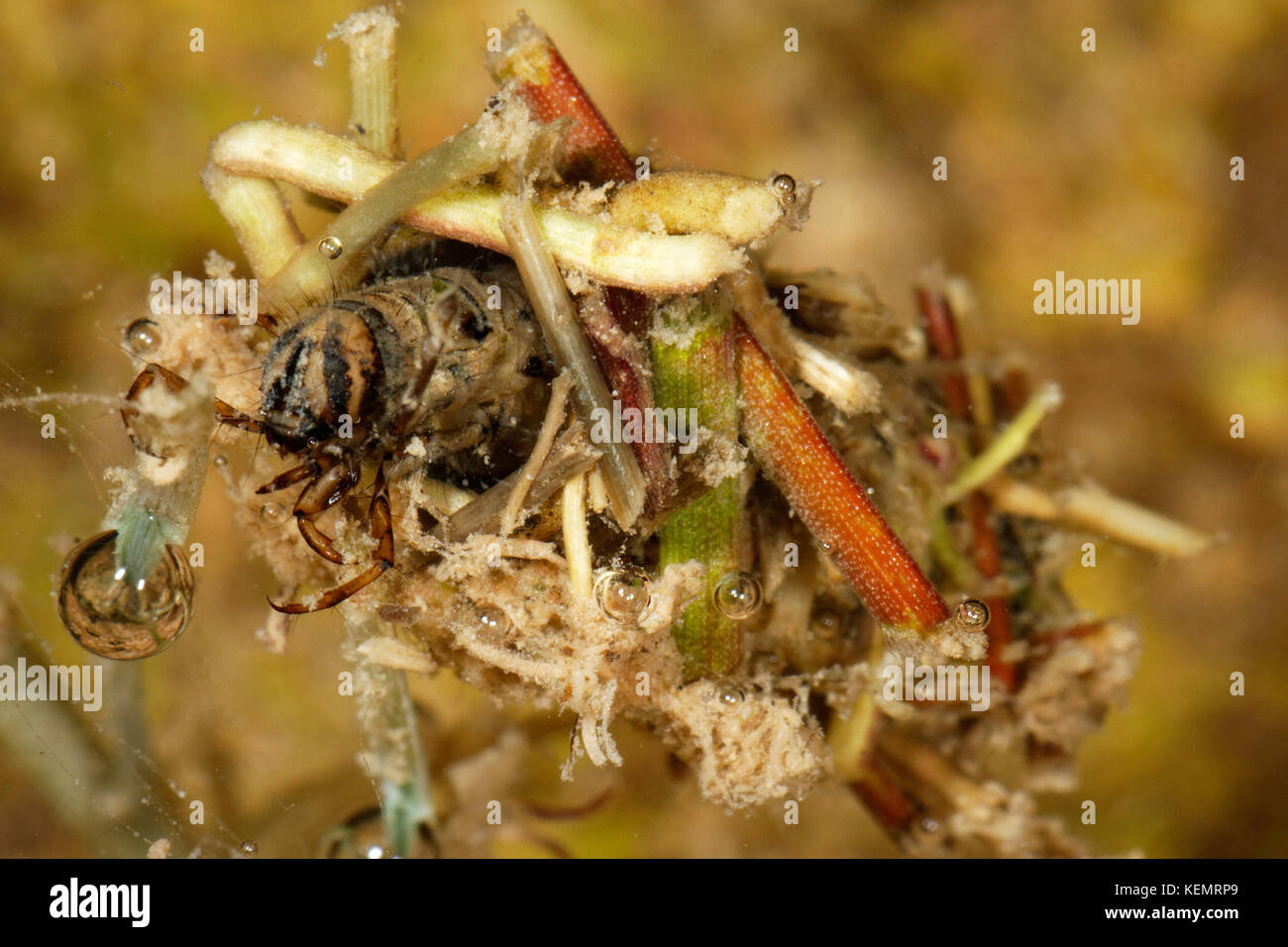 Aquatic larvae hi-res stock photography and images - Alamy