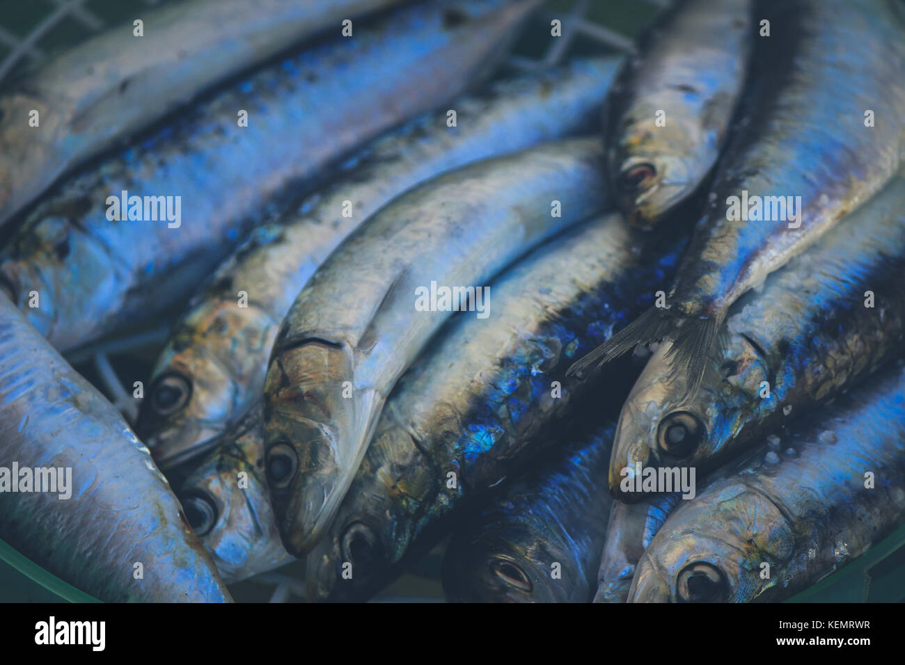 Fresh sardines catch hi-res stock photography and images - Alamy