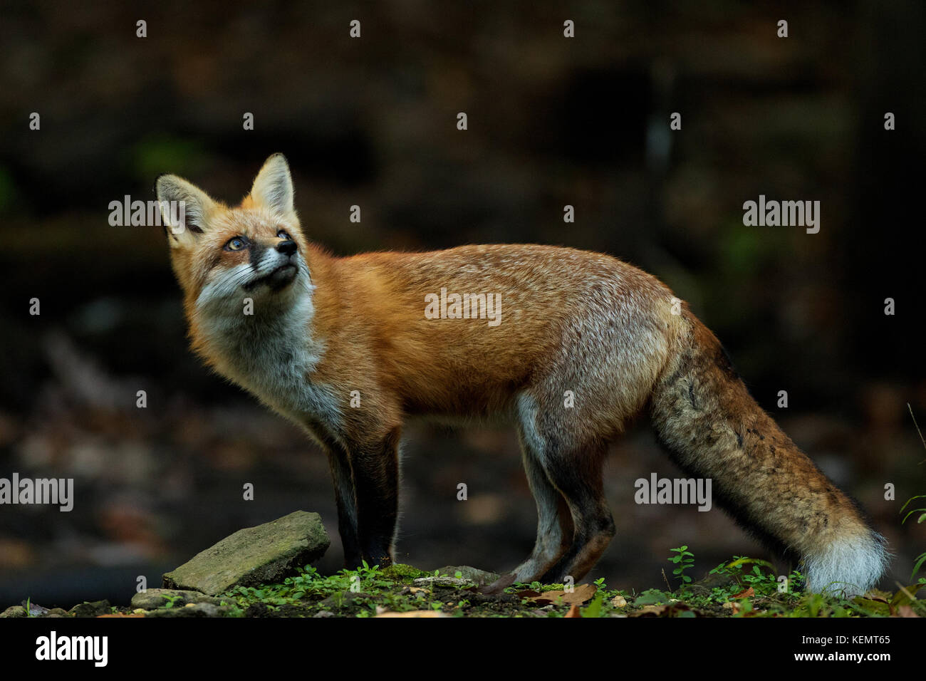 Fox looking up hi-res stock photography and images - Alamy