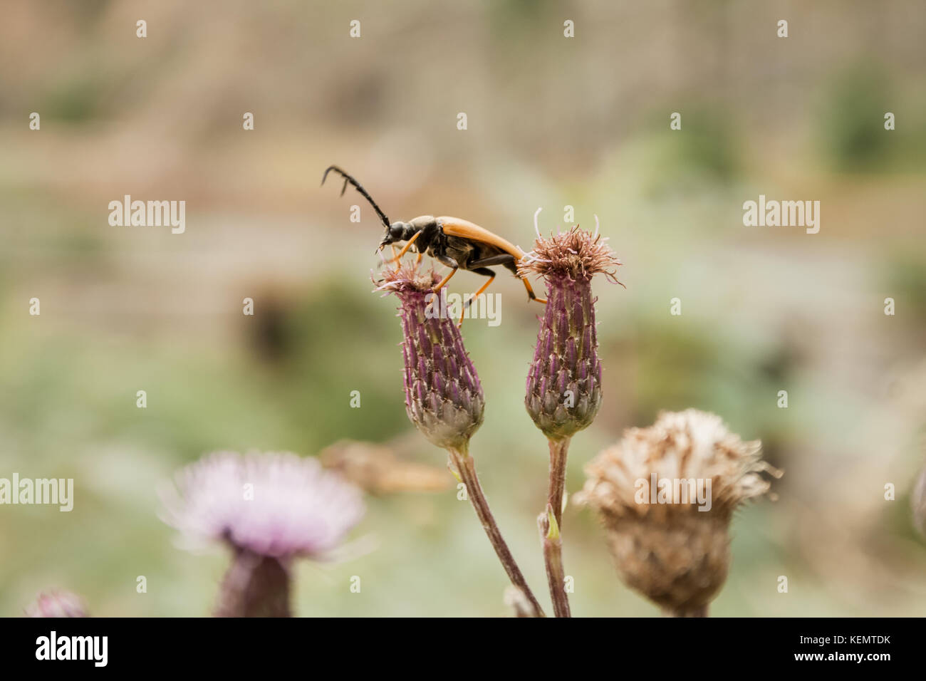 bug climbing a bunch of withered blossoms Stock Photo - Alamy