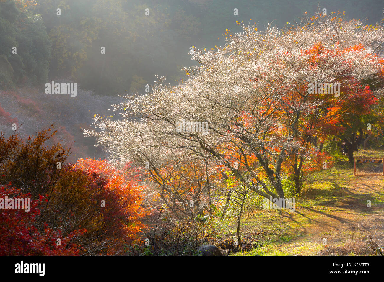 Nagoya, Obara. Autumn Landscape with sakura blossom. Shikizakura kind ...