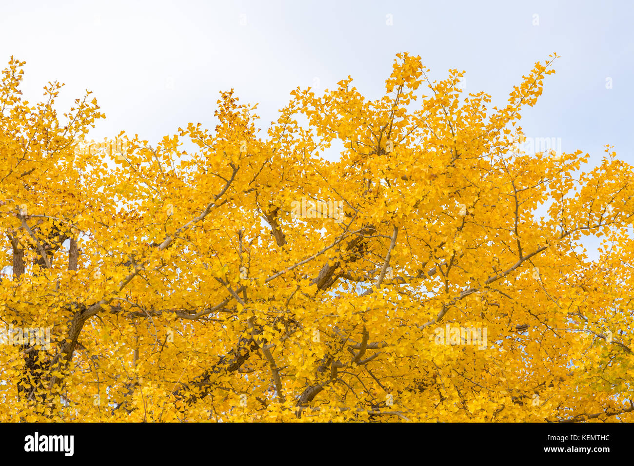 Ginkgo trees in Autumn in Tokyo Japan Stock Photo - Alamy