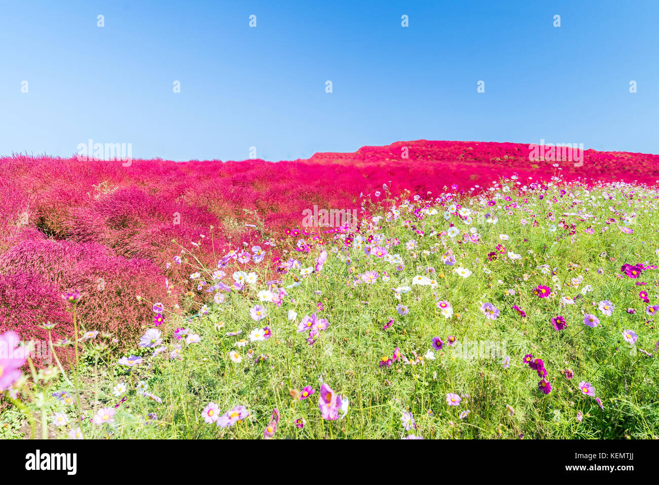 Kochia and cosmos bush with hill landscape Mountain,at Hitachi Seaside ...