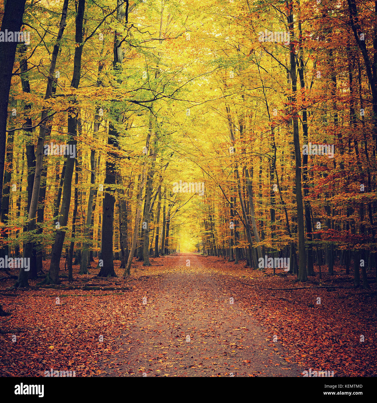 Pathway in autumn forest Stock Photo - Alamy