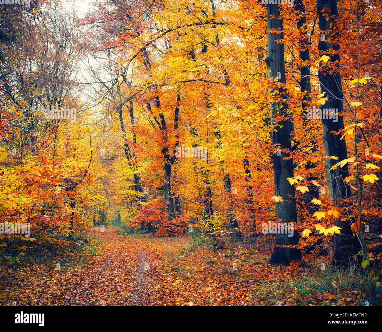 Pathway in autumn forest Stock Photo - Alamy