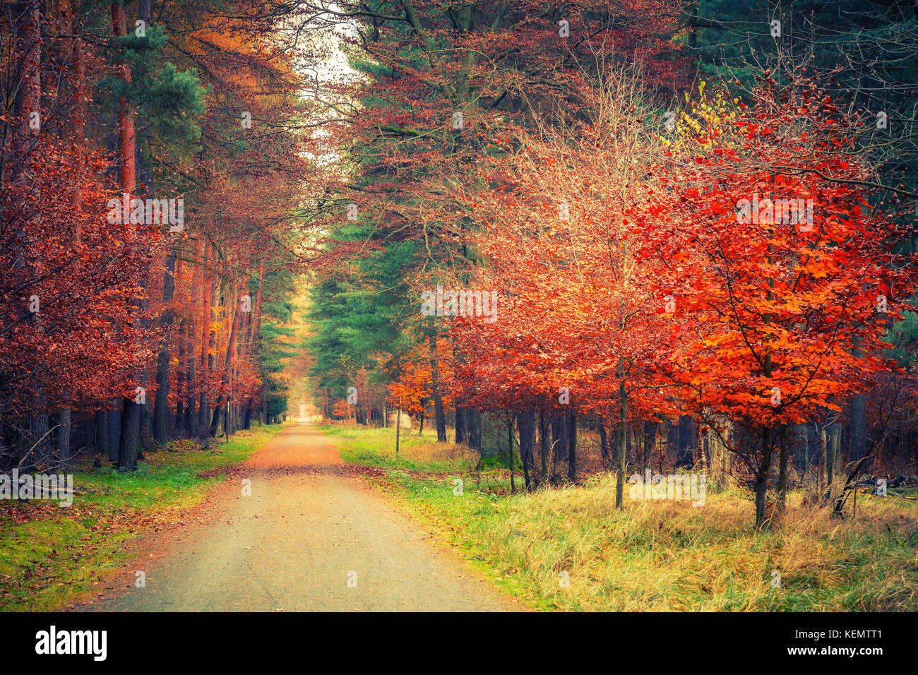 Pathway in autumn forest Stock Photo - Alamy