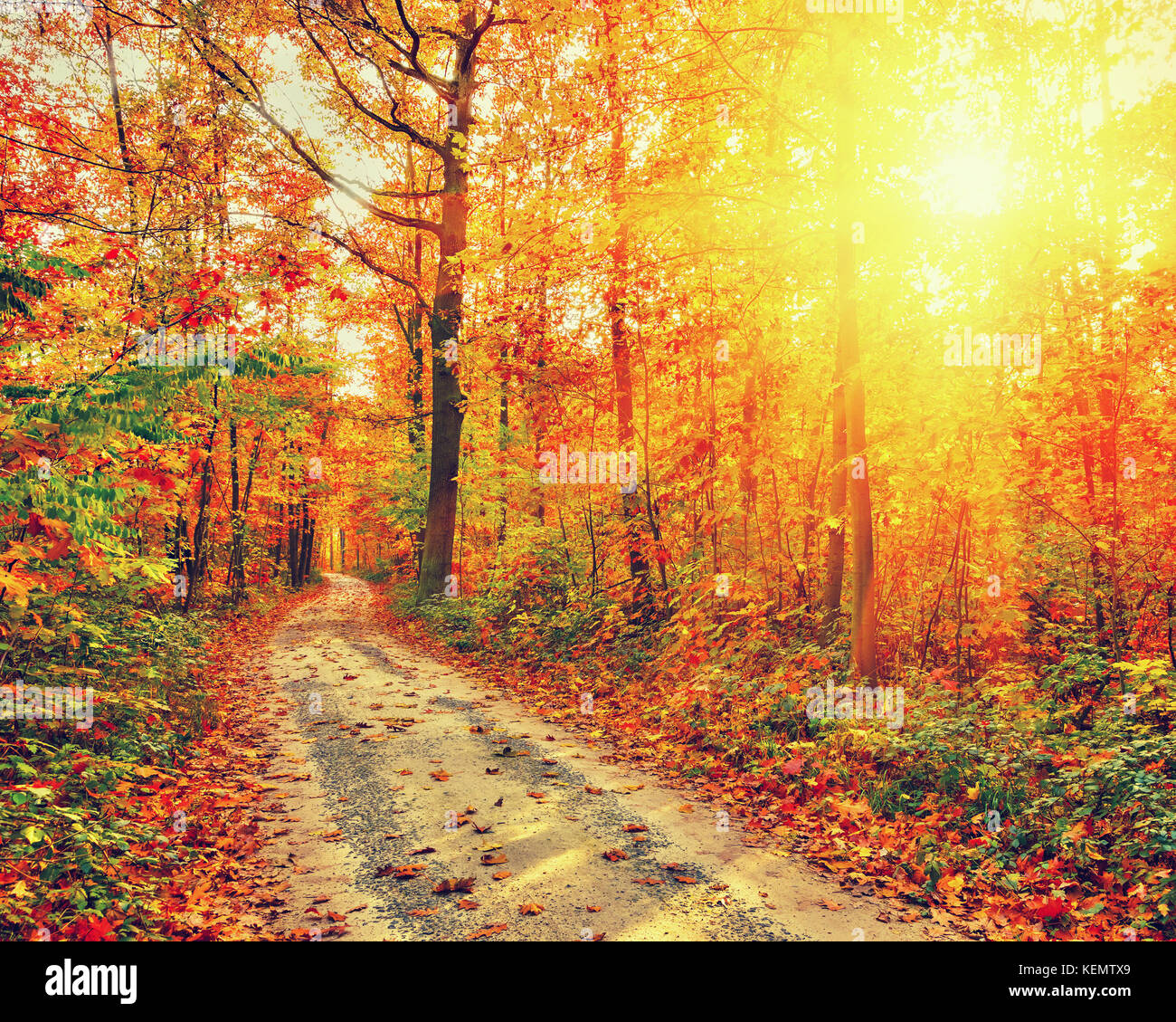 Path in autumn forest Stock Photo - Alamy