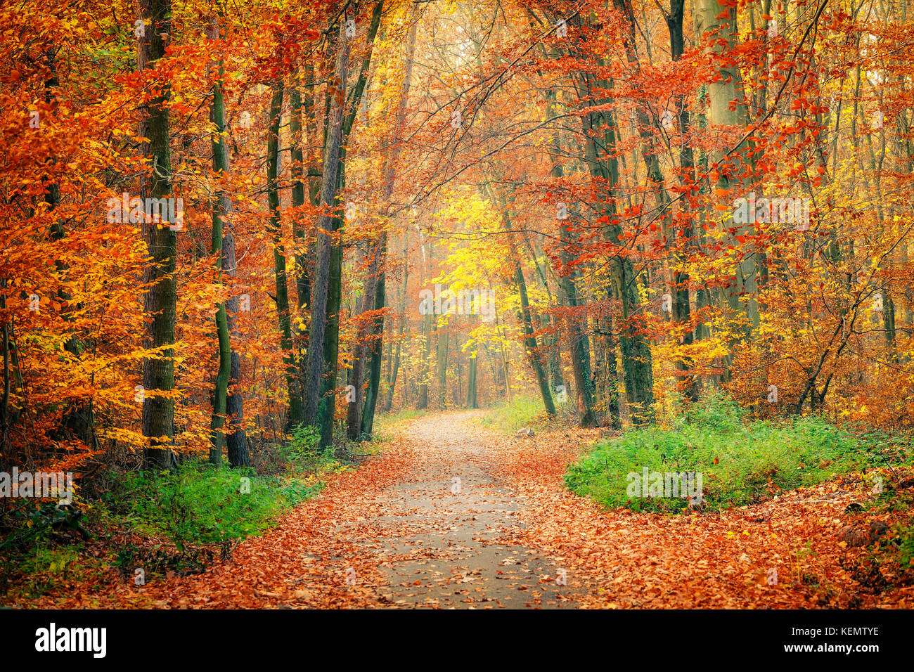 Pathway in autumn forest Stock Photo - Alamy
